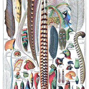 Feathers - Ornithology