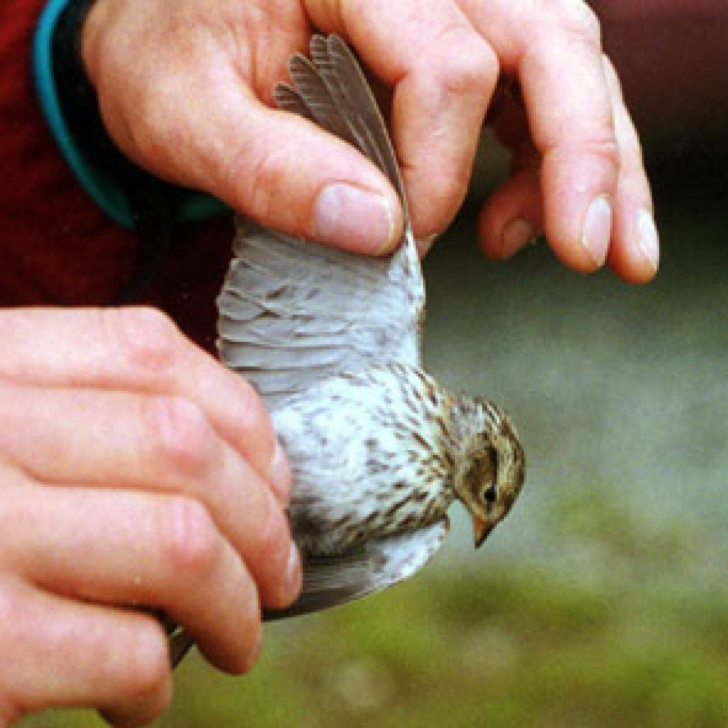 Science of Birds - Ornithology - Ornithology