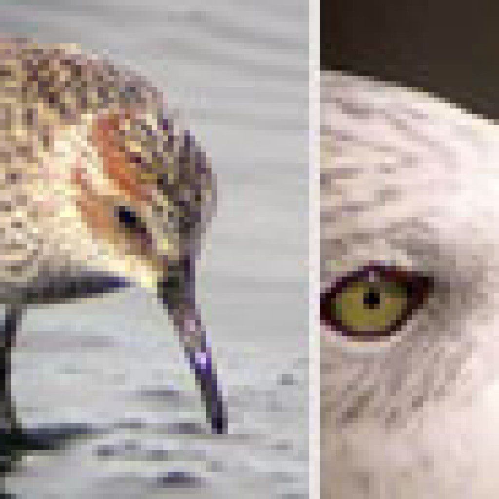 Talk to Other Birdwatchers - Ornithology