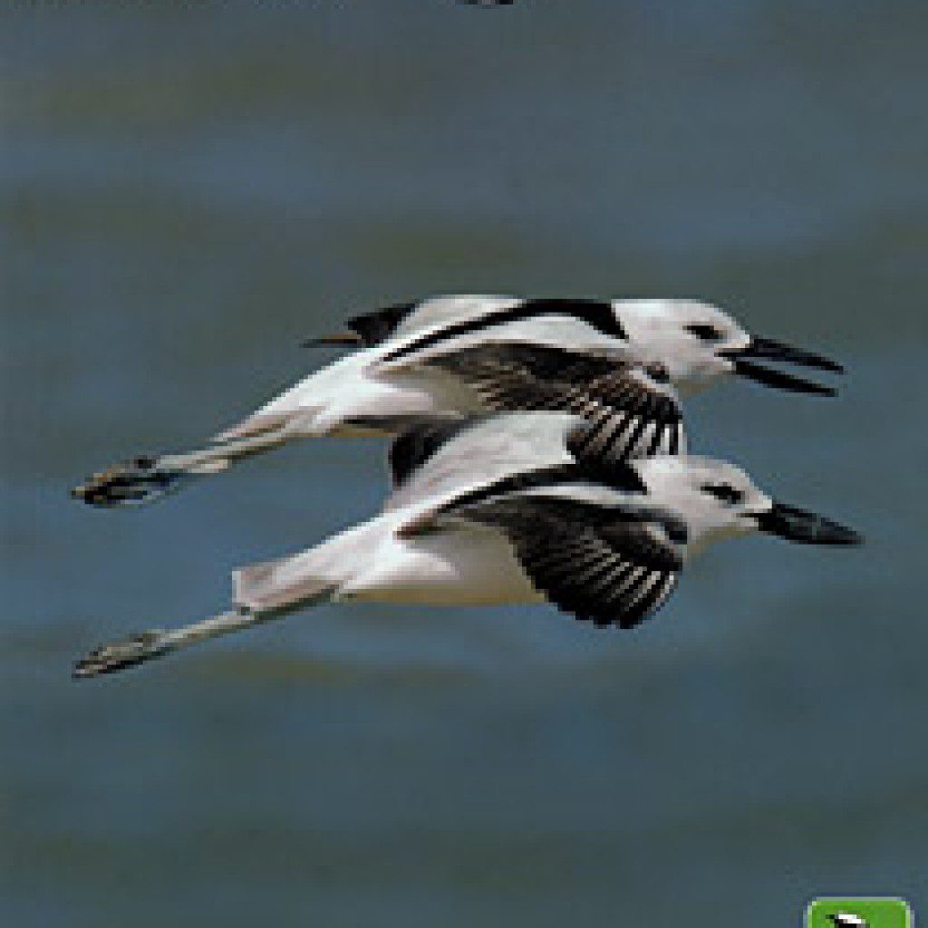 Asia- bird lists - Ornithology