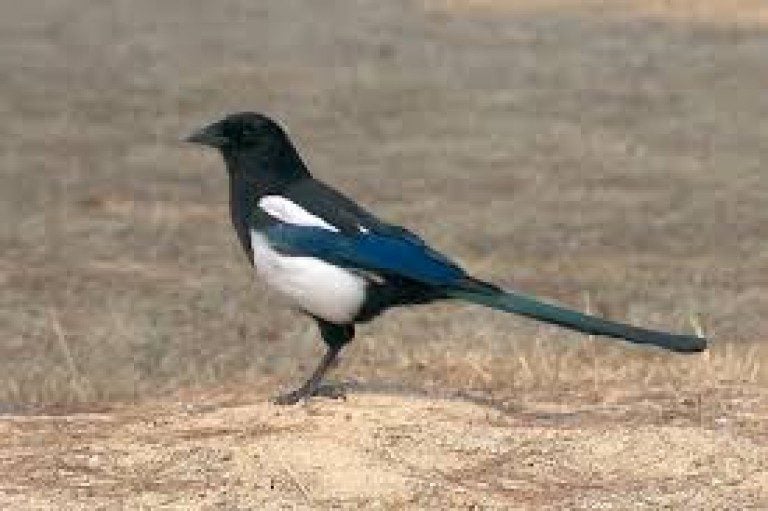 Bird Names - Ornithology