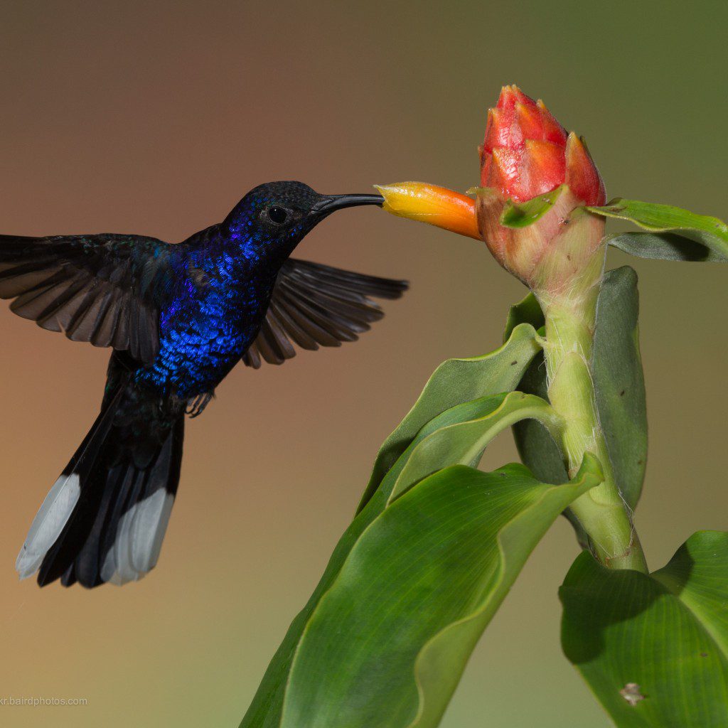 Central America-birds - Ornithology