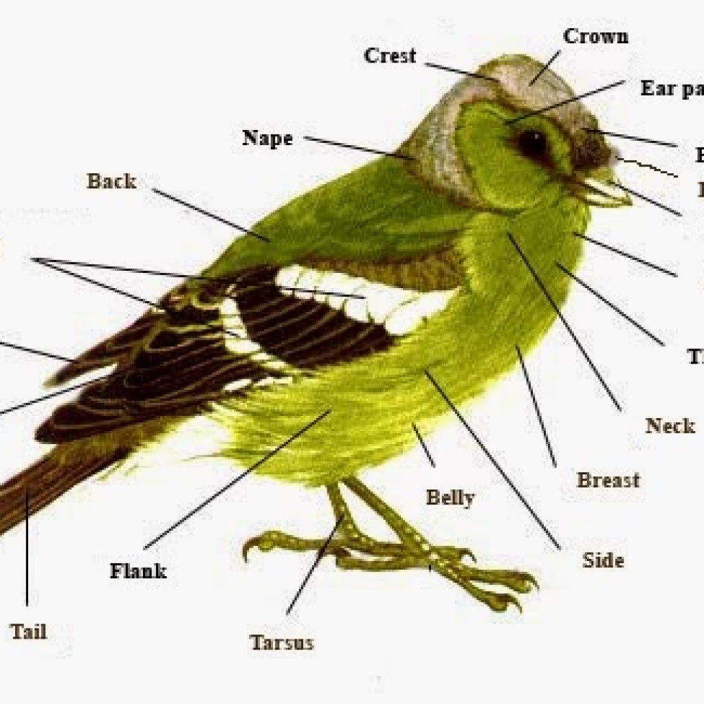 Bird External Anatomy - Ornithology