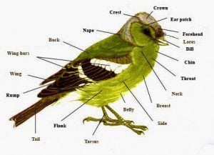 Bird External Anatomy - Ornithology