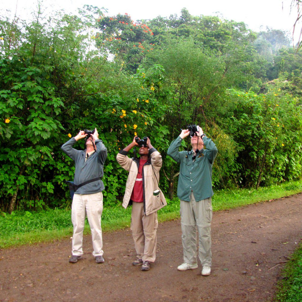 To Be an Ornithologist: watching birds as a job - Ornithology