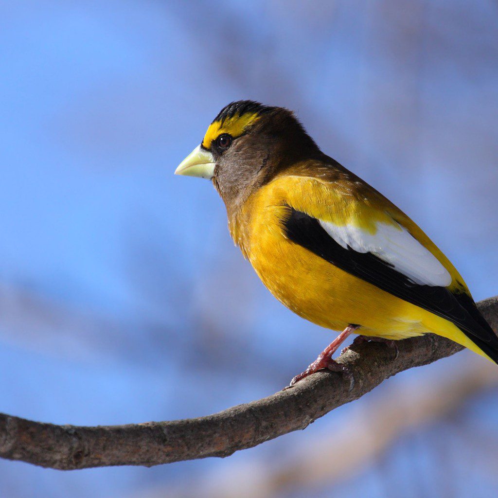 The Evening Grosbeak - Ornithology