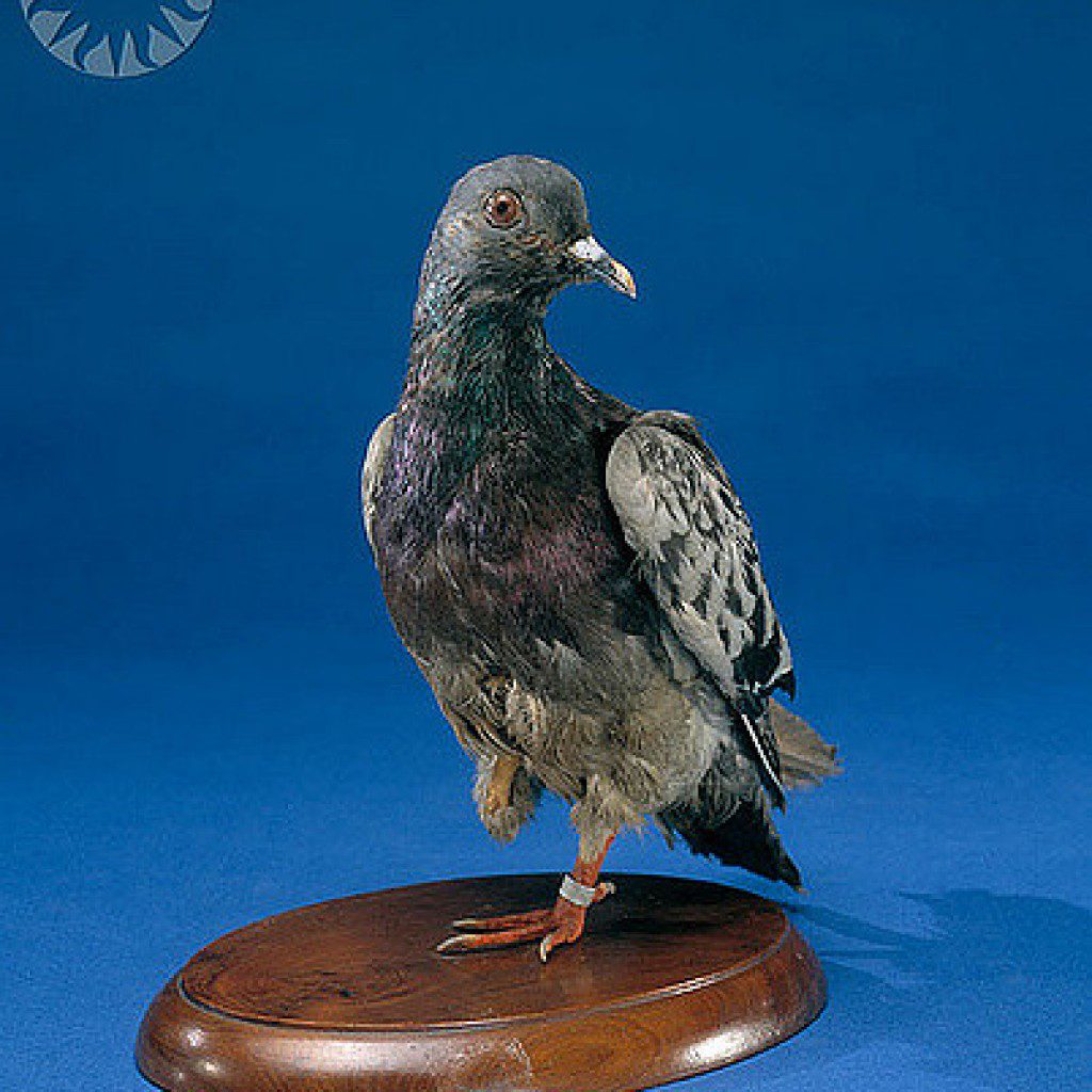 Carrier pigeons