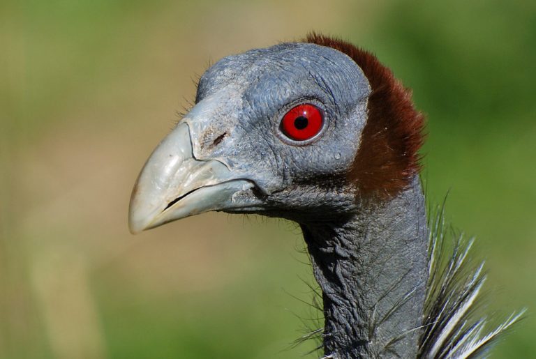 The Nervous System and Senses - Ornithology
