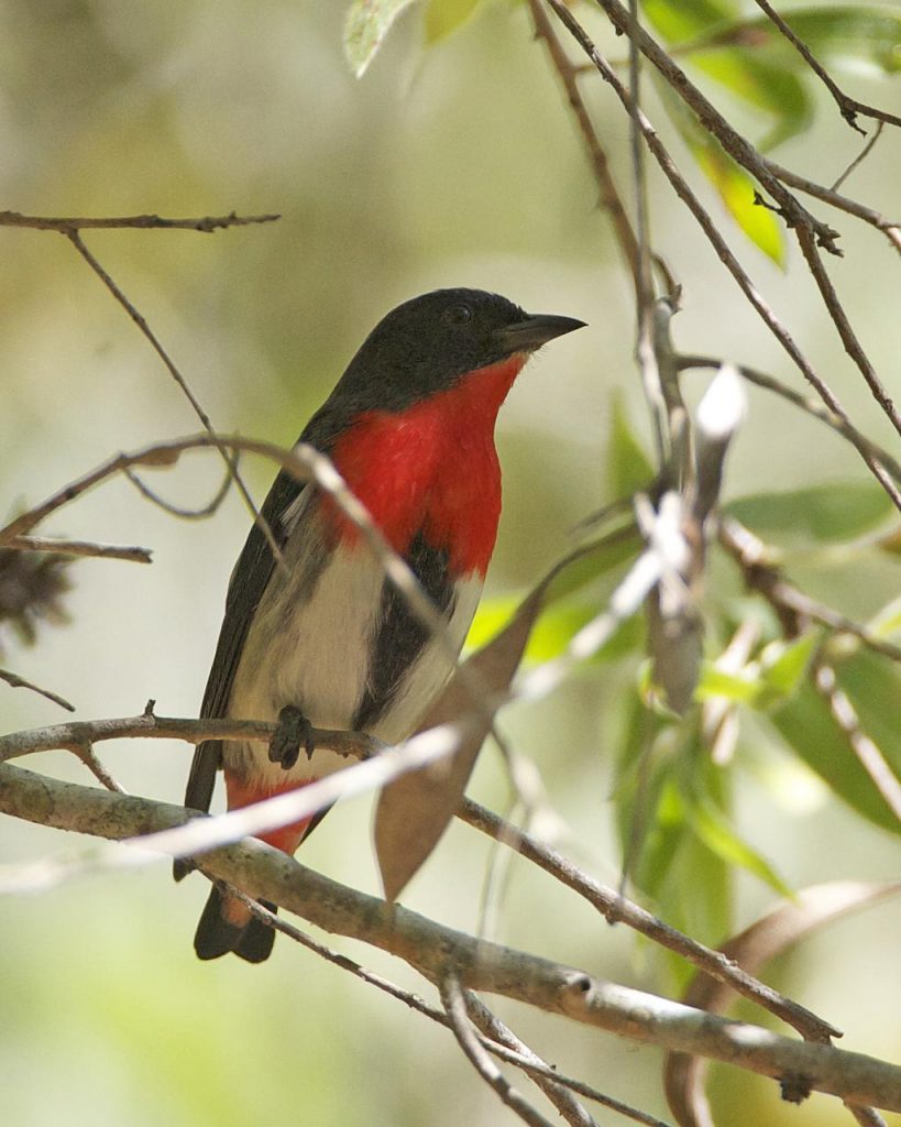 Mistletoe Birds - Ornithology