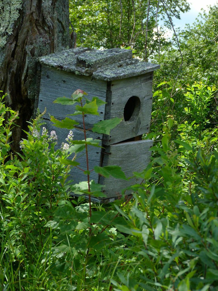 Egg Dumping - Ornithology
