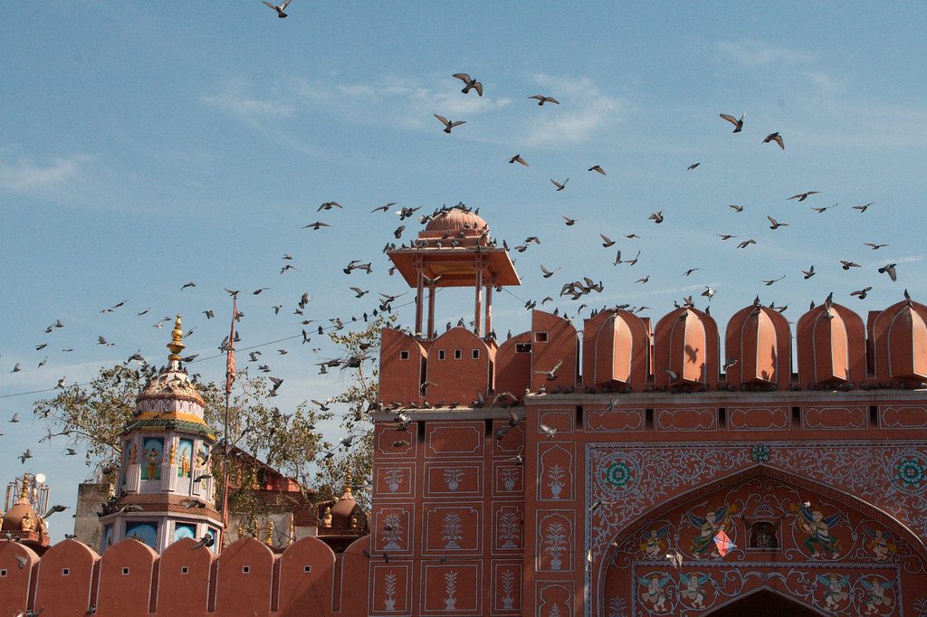 Birds in Cities - Ornithology