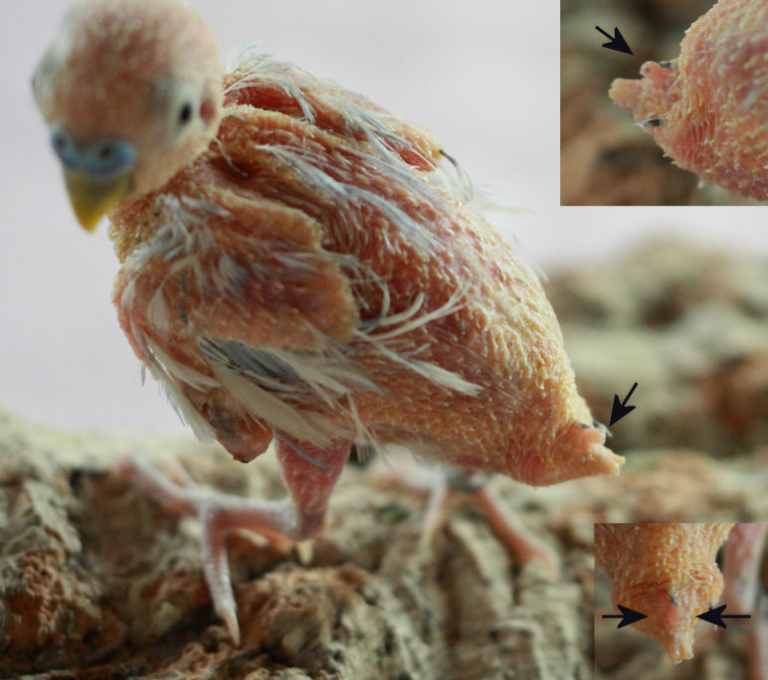The Preen Gland - Ornithology