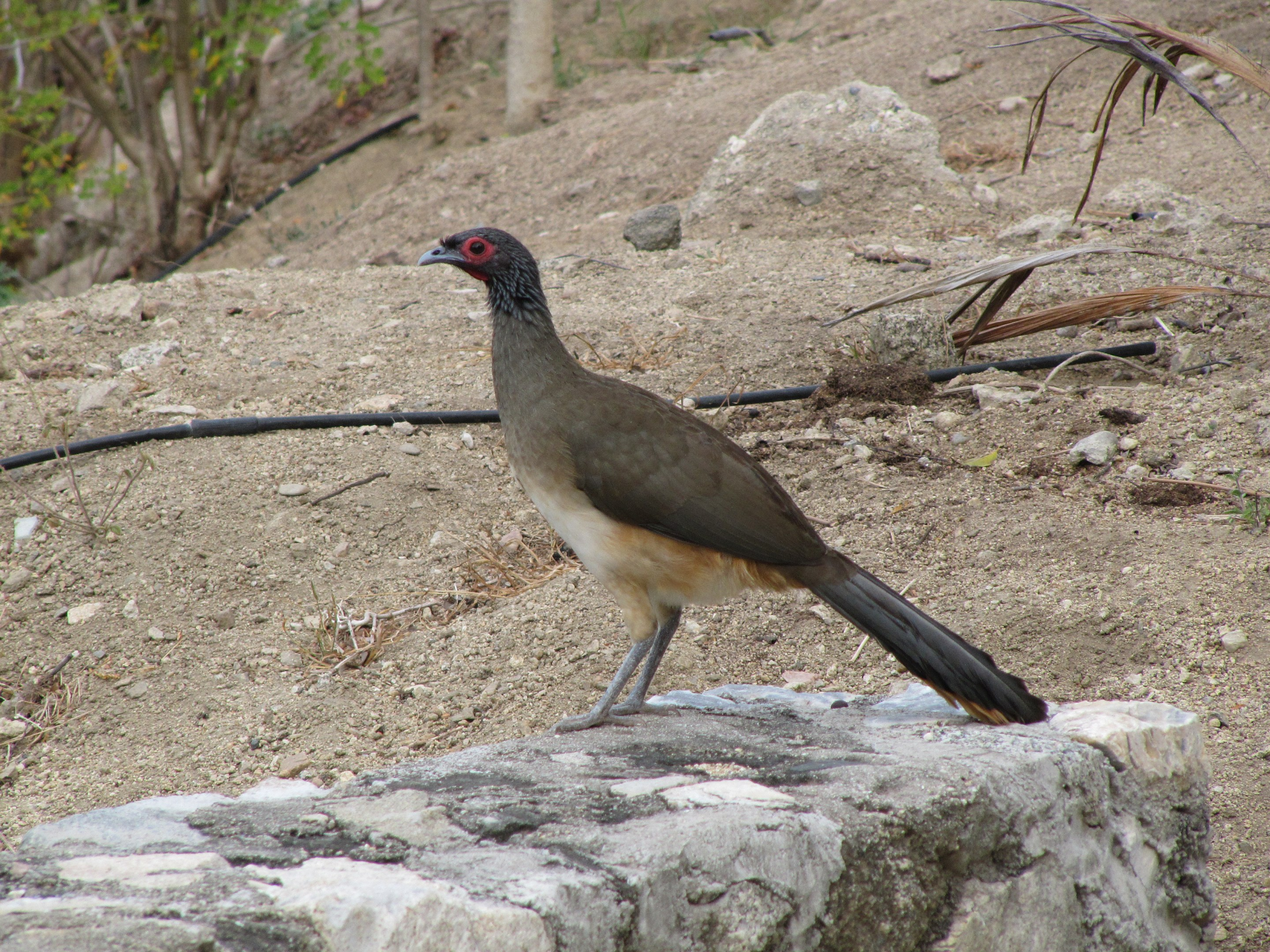 Chachalaca - Ornithology