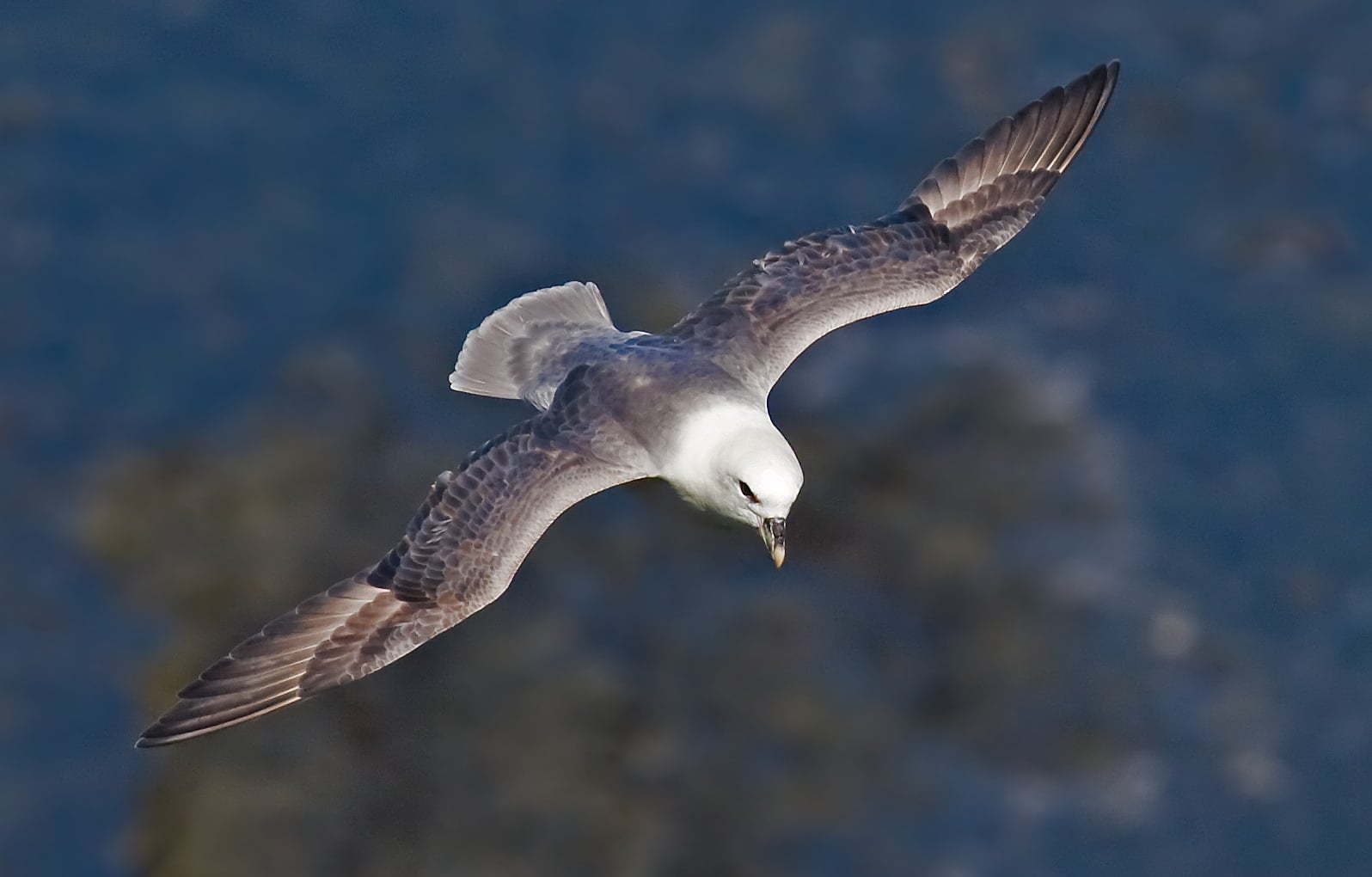 Fulsome Fulmars - Ornithology