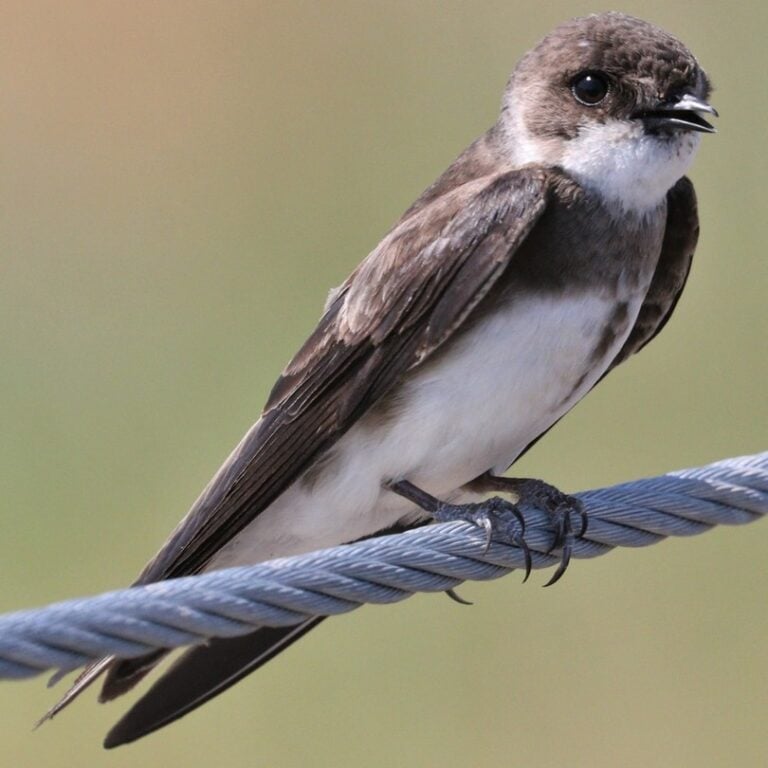 Rough-winged Swallow - Ornithology