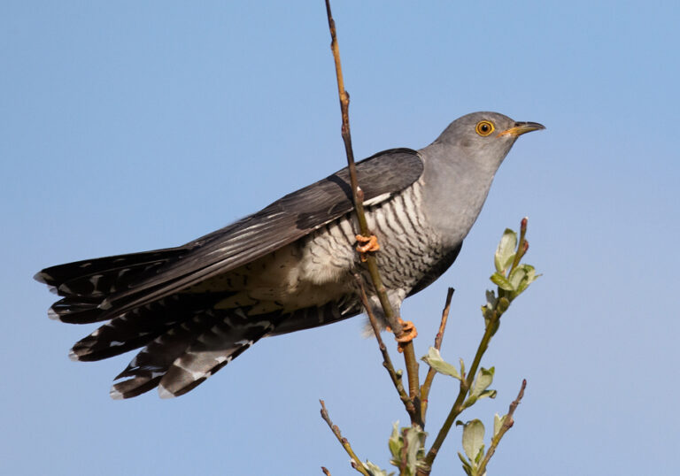 Common Cuckoo - Ornithology