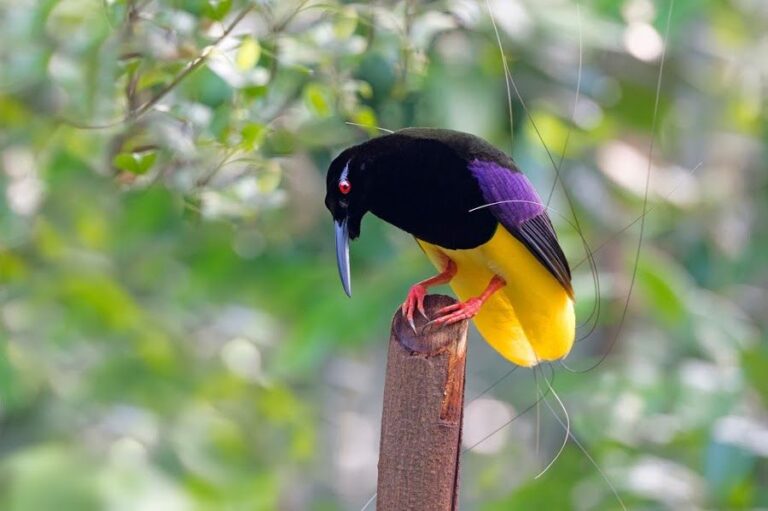 The Twelve-wired Bird-of-Paradise - Ornithology